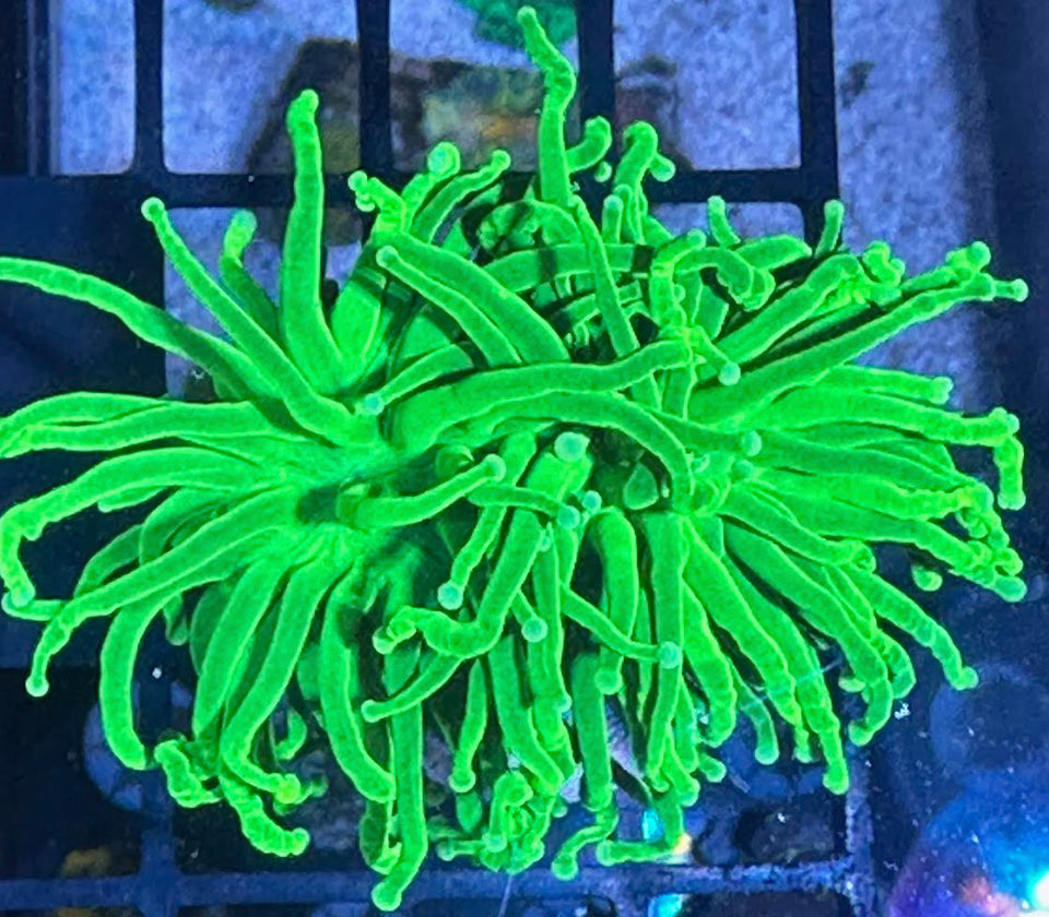 Ultra Hulk Torch – East Coast Coral Depot
